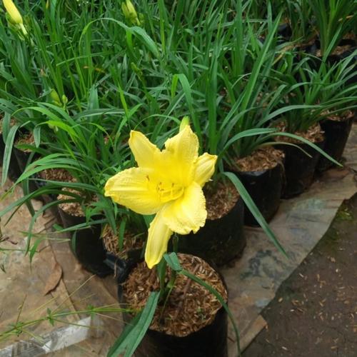 Jual tanaman hias Bakung lily daily bunga kuning | lili daily bakung ...