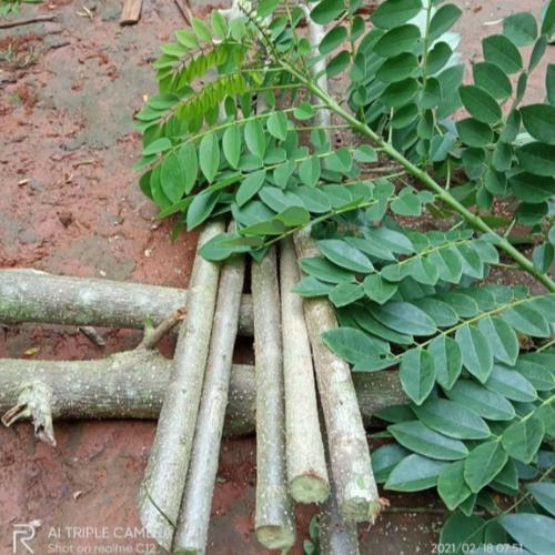 Jual bibit tanaman pohon gamal panjang 1,5meter bibit stek gamal siap ...