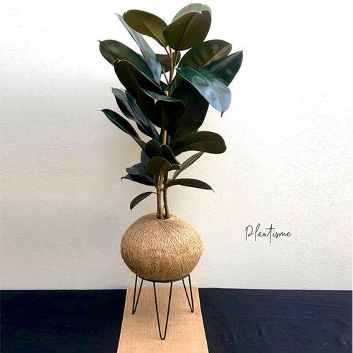 Jual Kokedama - Ficus Elastica Red Robusta - Jakarta Timur ...