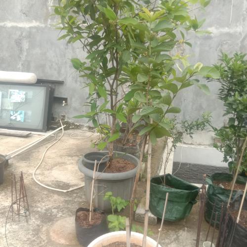 Jual pohon jambu Deli hijau berbuah dan bunga +-2 meter - Kota ...