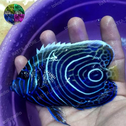Jual ikan hias air laut emperator batman - Jakarta Pusat - RATTA_STORE ...