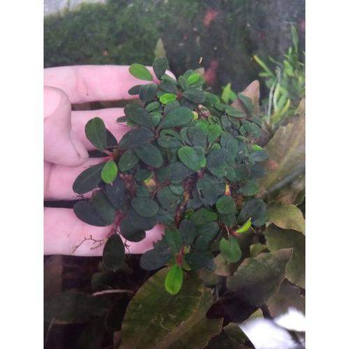 Jual Bucephalandra sp mini roundleaf clump tanaman aquascape - Kab ...