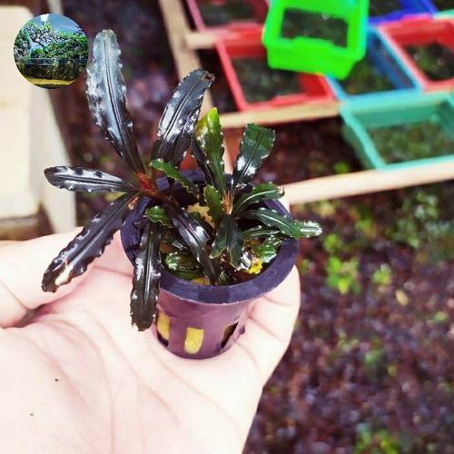 Promo Bucephalandra Godzilla Purple | Buce Tanaman Air Aquarium ...