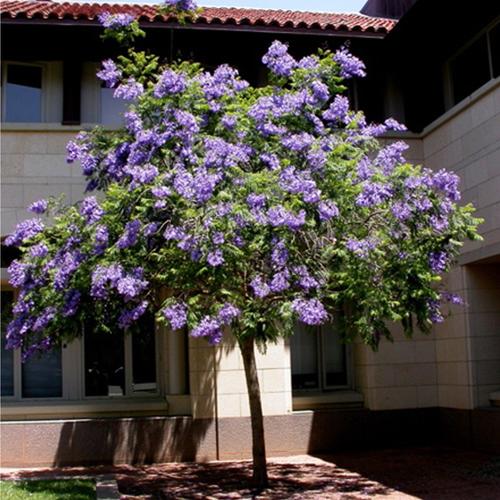 Jual Blue Jacaranda Mimosifolia Tanaman Perdu Bunga Peneduh Outdoor ...