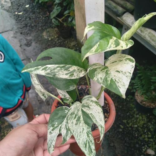 Jual Tanaman Hias Epipremnum Marble Variegata Real Pic Grade A - Kota ...