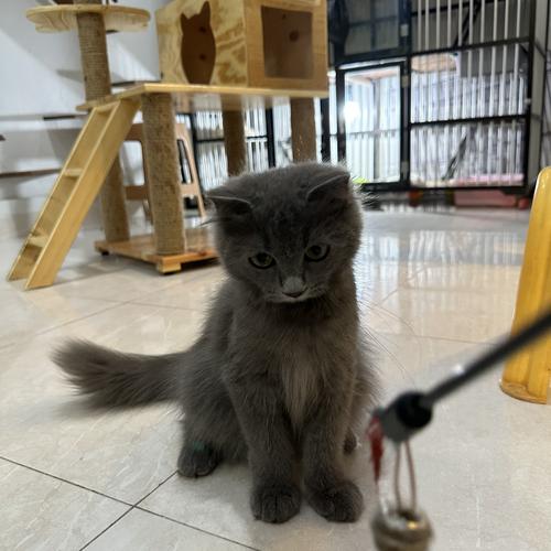 Jual Scottish highland fold anakan gaelic fold dan munchkin betina 7 ...