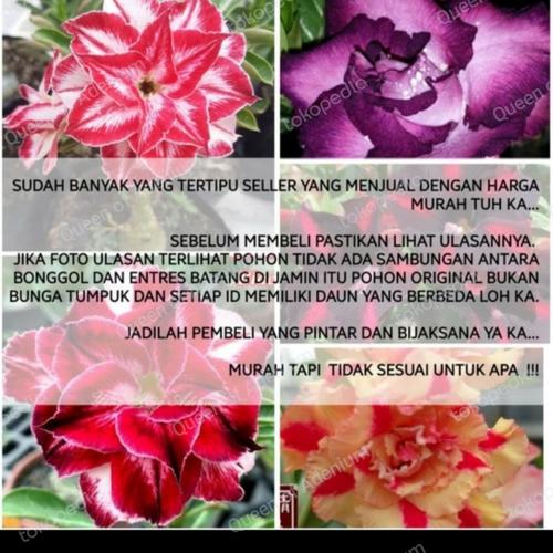 Jual Tanaman Hias Bunga Adenium JENIS : EDUKASI CALON PEMBELI - Kota ...