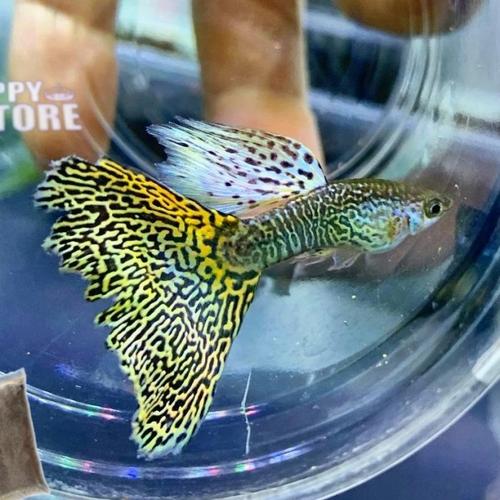 Jual Ikan Hias Guppy Yellow Cobra Top Grade - betina - Kota Depok - Fishquality_id | Tokopedia