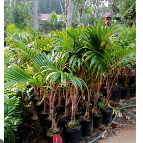 Jual Tanaman palem botol tinggi 1meter - Kota Bekasi - suro buana alam ...