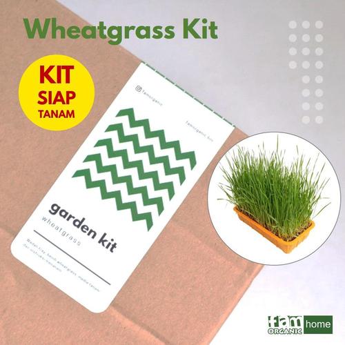 Jual Paket Rumput Kucing / Paket Menanam Rumput Gandum / Kit Wheatgrass 50 - Jakarta Pusat ...