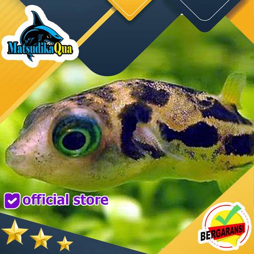 Jual Ikan Hias Buntal Mini Pygmy Pee Puffer Air Tawar Aquarium ...