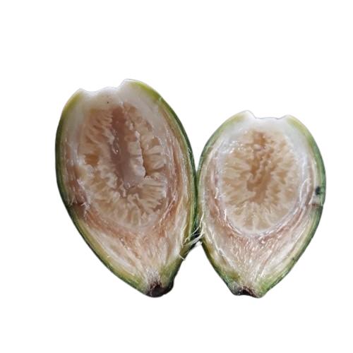 Promo BUAH PINANG MUDA 1KG - JAMBE / JAME NOM TERBARU 100% MUDA - 750 ...