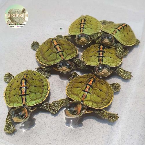 Jual KACHUGA TECTA / PANGSHURA TECTA INDIAN ROOFED TURTLE - Kota ...