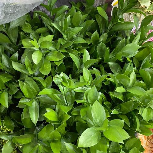 Jual Daun Ruskus Segar satu ikat - Jakarta Barat - Florist JKT | Tokopedia