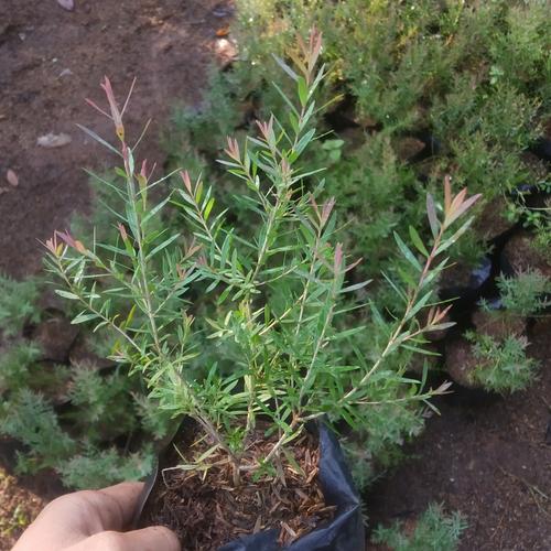 Jual tanaman hias kayu putih pohon - minyak kayu putih pohon - Kab ...