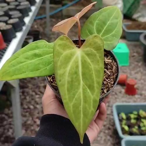 Jual anthurium papillilaminum red stem mint variegata - 01 - Jakarta ...