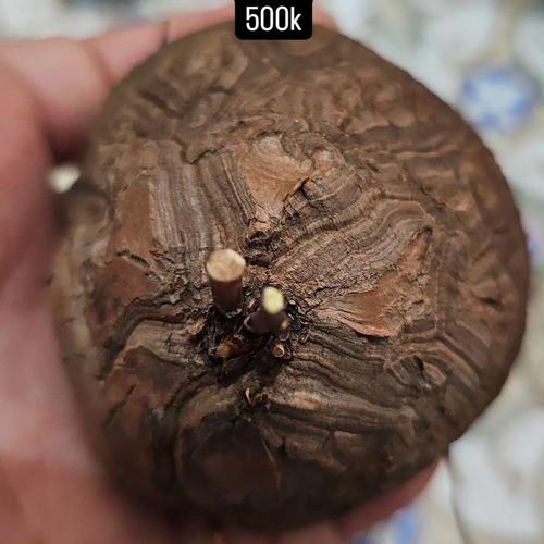 Jual Dioscorea Elephantipes Caudex - Jakarta Barat - Primrose Garden ...