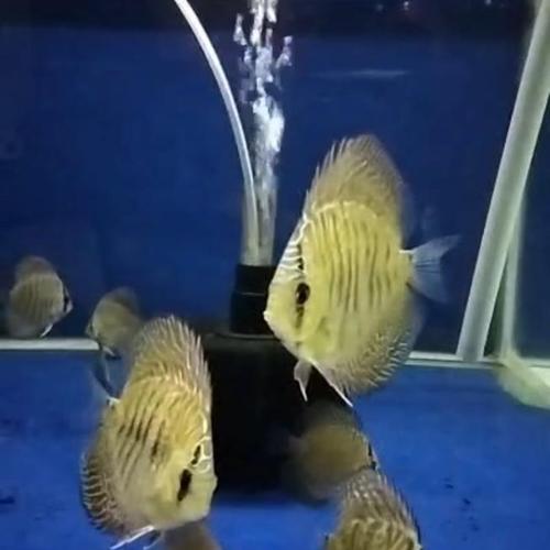 Jual discus leopard snake skin 2 inch - Kota Bandung - Gallery Discus ...