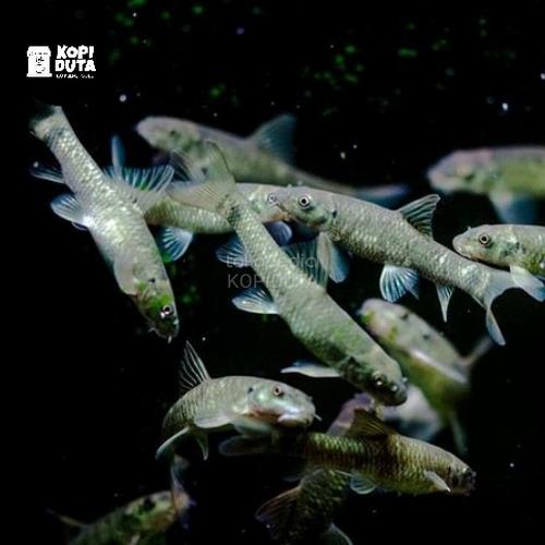 Jual IKAN TERAPI GARRA RUFA PAKET 100 EKOR - Kota Bekasi - KOPIDUTA ...