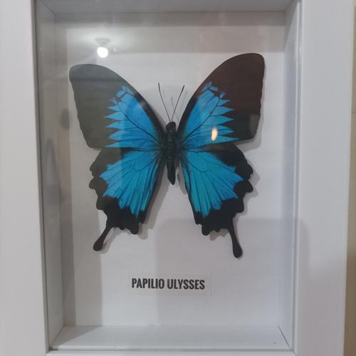 Jual taxydermi awetan kupu kupu papilio ulysses dalam pigura ukuran ...