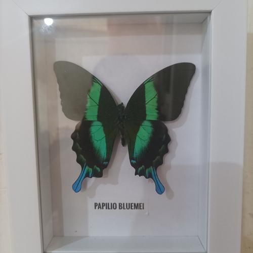 Jual taxydermi awetan kupu kupu papilio bluemei dalam pigura ukuran ...