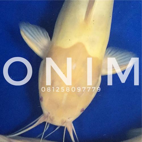 Jual Ikan Hias Predator Lele Bule Putih Belang Albino Catfish Big Size ...