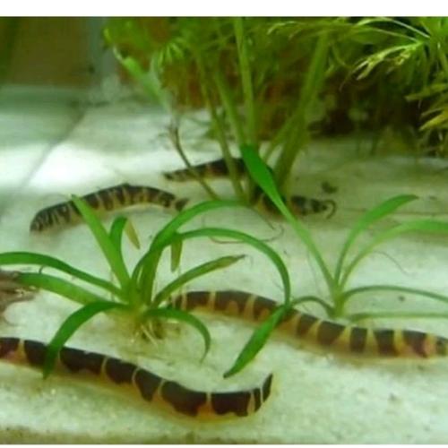 Jual Ikan Hias Kuhli Loach Pemakan Alga Aquascape/Aquarium - Jakarta ...
