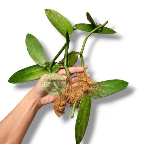 Promo Bibit Vanili Murah Stek Vanilli Vanilla Paneli Bean Siap Tanam ...