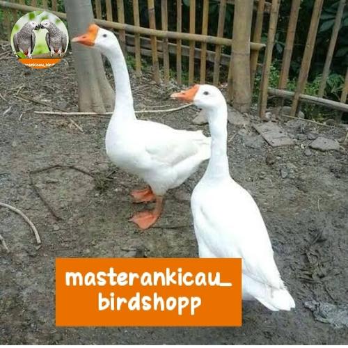 Jual angsa sepasang dewasa mapan siap ternak istimewa - Jakarta Timur ...