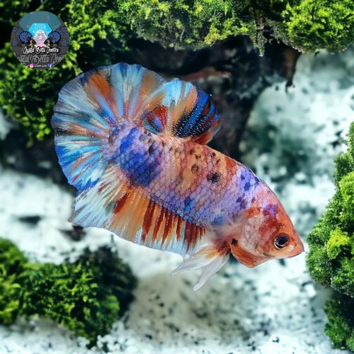Jual ikan cupang multicolor modern / metalik versi terbaru premium ...