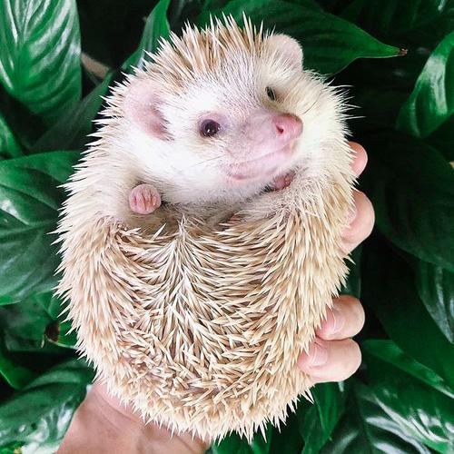 Jual Landak Mini / Landak Susu / Erinaceinae - Kota Tangerang - Cupang ...