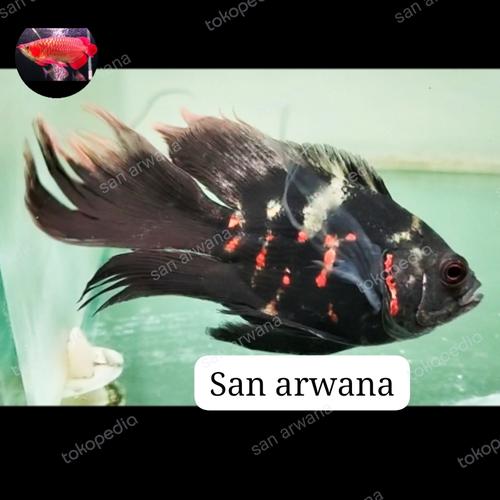 Jual ikan oscar sb slayer kumpai black Tiger red short body import ...