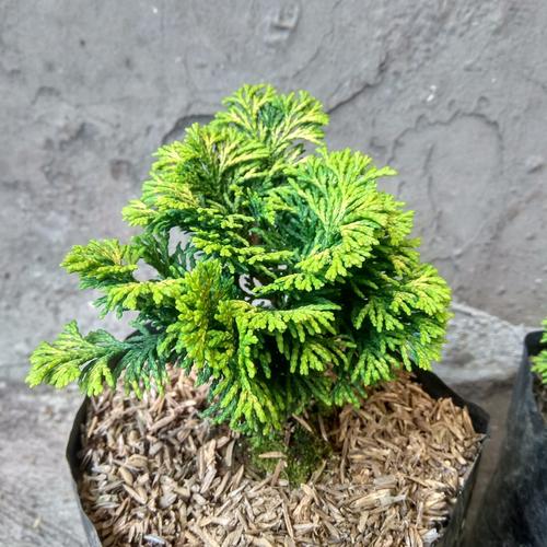 Jual cemara enoki mini, tanaman cemara mini, cermara mini - Kota ...
