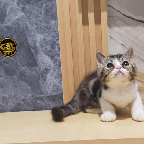 Jual kucing bsh British short hair bulat lucu - Kota Surakarta ...