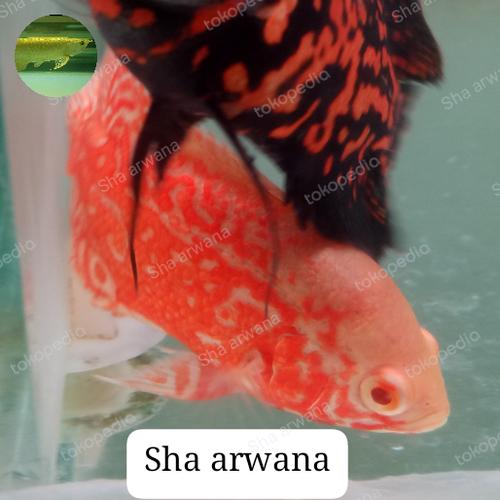 Jual ikan oscar Red Nemo grade A gm impor tankmate - Jakarta Timur ...