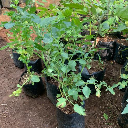 Jual Bibit pohon tomat cherry tomat mini - Kota Bogor - Tani Bibit ...