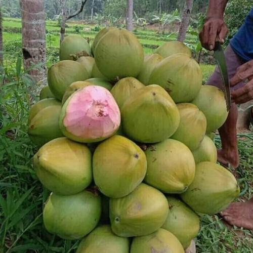Jual Degan Genjah WULUNG ASLI buah kelapa muda hijau utuh Fresh segar ...