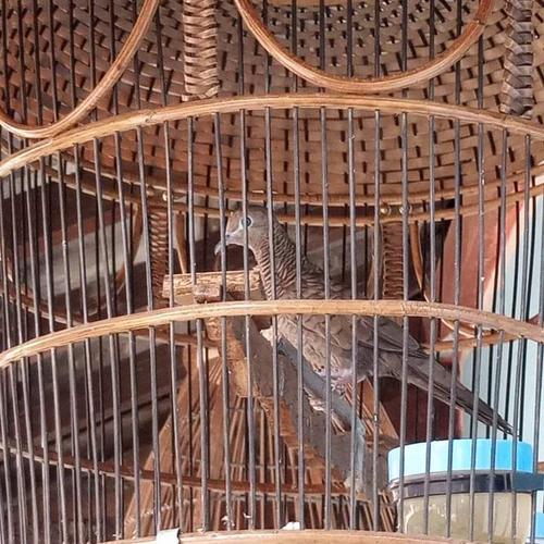 Jual Burung Perkutut Cemani Trah Majapahit Rajin Manggung - Kota ...