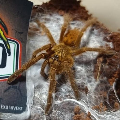 Jual OBT Tarantula - Kab. Pacitan - reppaci | Tokopedia