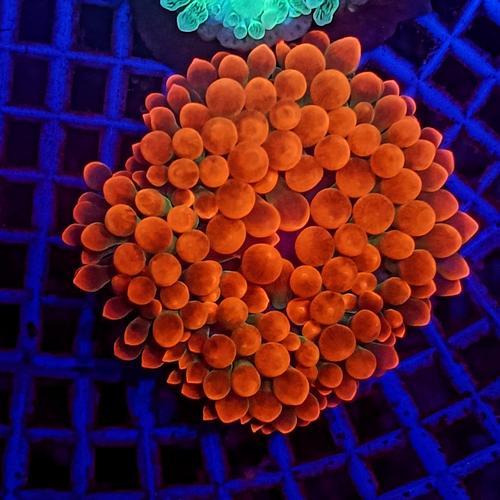 Jual anemon jagung merah metalik cantik size M aquarium laut - Jakarta ...