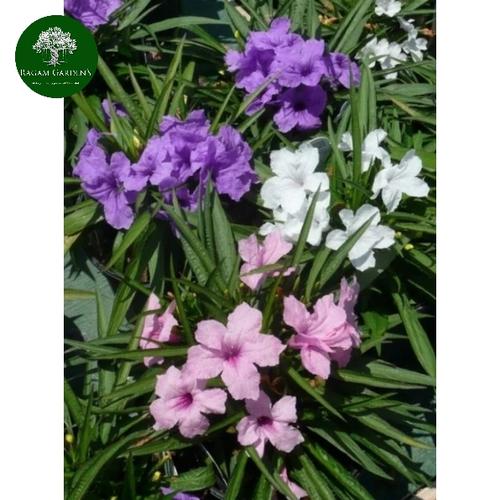 Jual Tanaman Ruellia Rowlia Rollia mini kencana ungu putih pink - Kab ...
