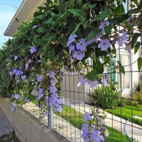 Jual Tanaman Merambat Bunga Tumbergia/ Thunbergia Grandiflora /Bengal ...