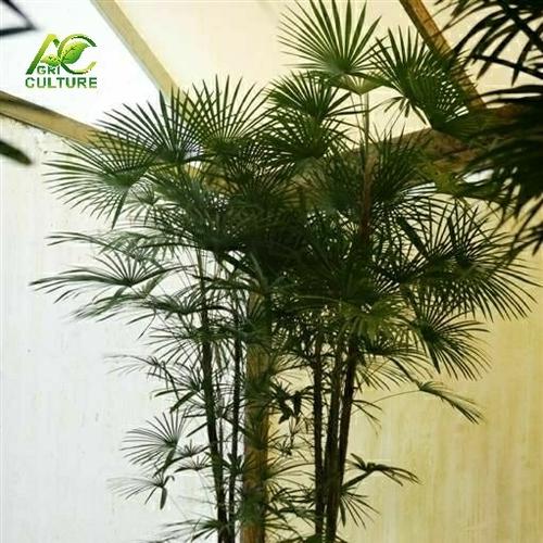 Jual Tanaman Palem Regu Mini palem cina the best palm for indoor ...