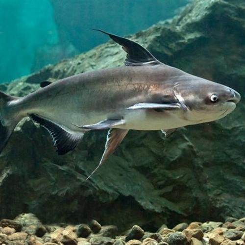 Promo IKAN HIAS IKAN PANGASIUS SANITWONGSEI PAROON SHARK GENGHISKHAN ...