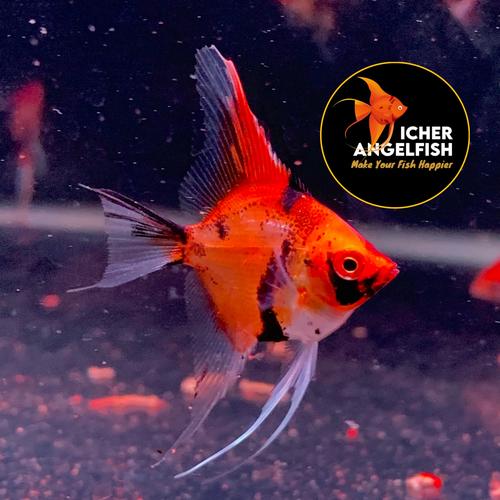 Jual ikan manfish red devil 3 4cm top grade / angelfish red devil ...