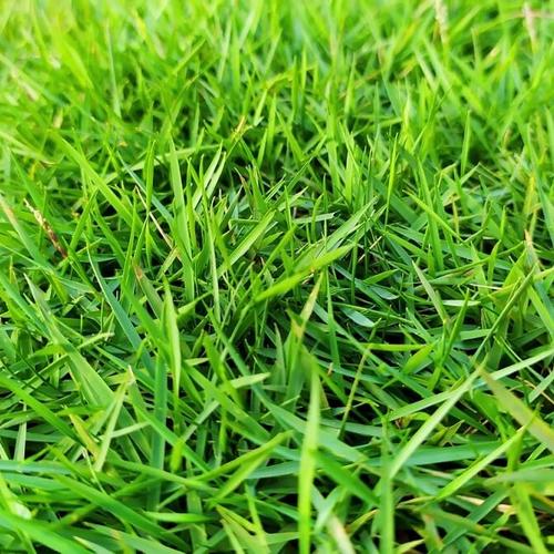 Jual Rumput jepang Rumput peking permeter - Kab. Bogor - Restu bunda ...