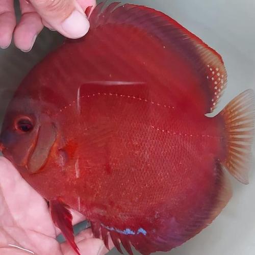Jual Code Ikan Discus Red Rose 5" Female Ready - Jakarta Selatan ...