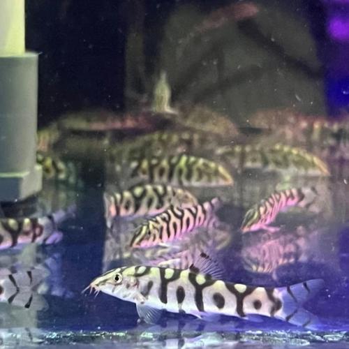 Jual Botia India Loach Ikan Hias Air Tawar Aquarium Aquascape - Kota ...