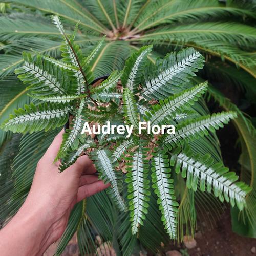 Jual Tanaman hias pakis gunung salak - Pohon pakis - Pakis - Kota Depok ...