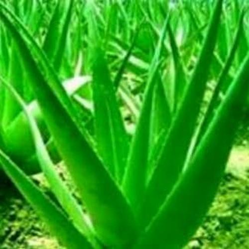Jual BIBIT POHON LIDAH BUAYA JUMBO - Kota Bogor - Puspa herbal | Tokopedia